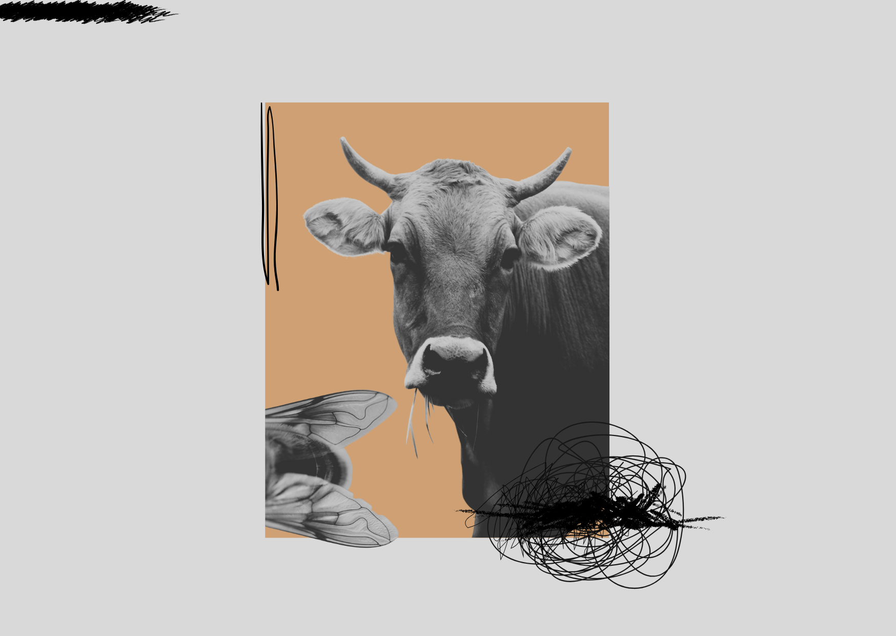 Sapi! Sapi! Sapi! – BASABASI.CO